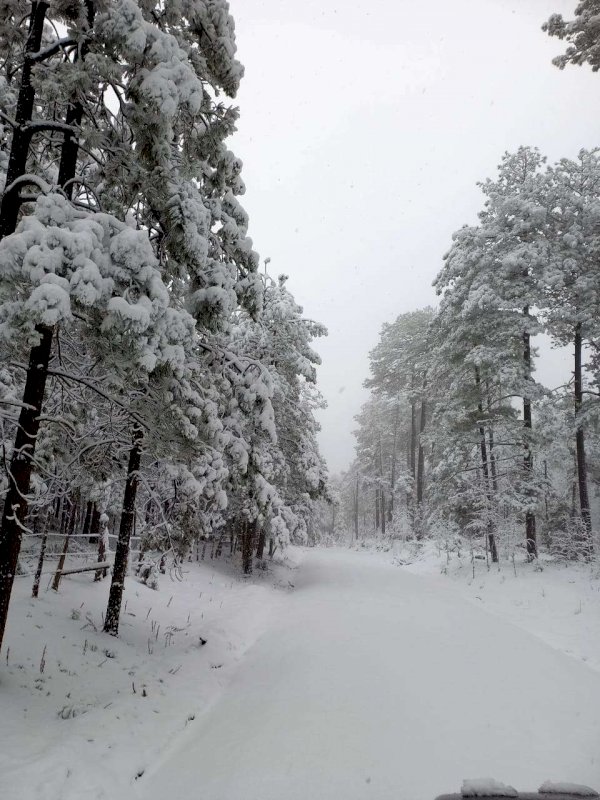 Amanece nevado en la rosilla, frontera con durango | La Opción de Chihuahua