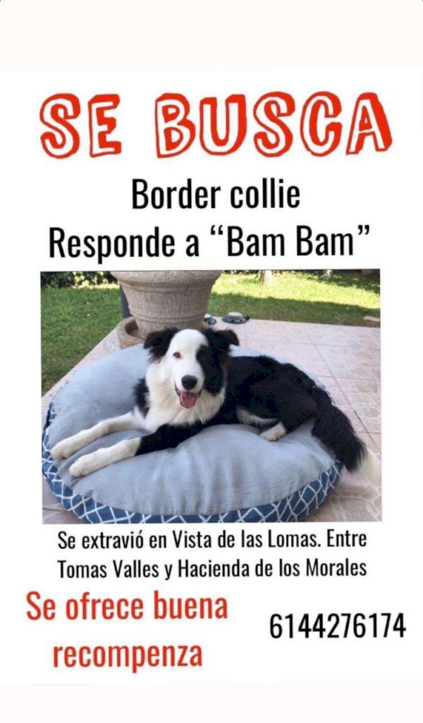 Buscan perro extraviado; ofrecen recompensa | La Opción de Chihuahua