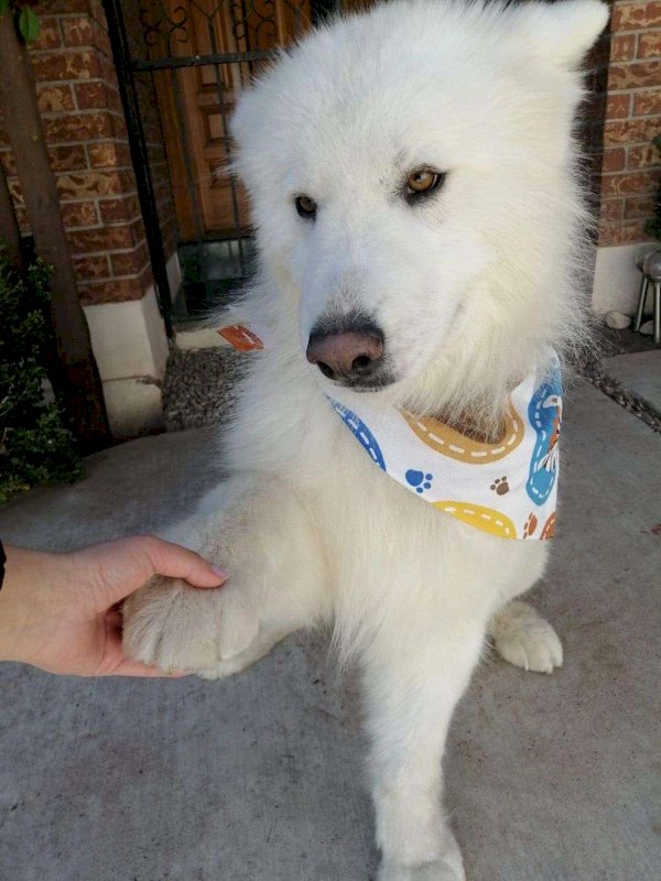 Buscan perro extraviado; se gratificará | La Opción de Chihuahua