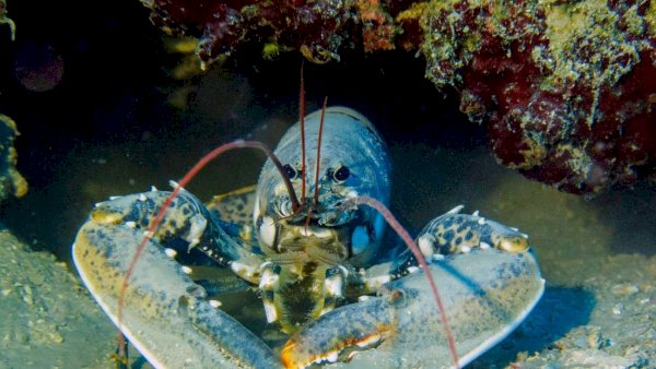 Capturan a langosta azul extremadamente rara en EU | La Opción de Chihuahua